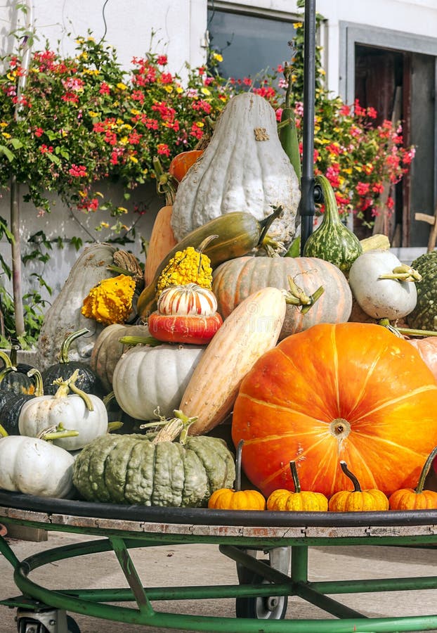 Pumpkins of Different Sizes Stock Image - Image of number, food: 68920179