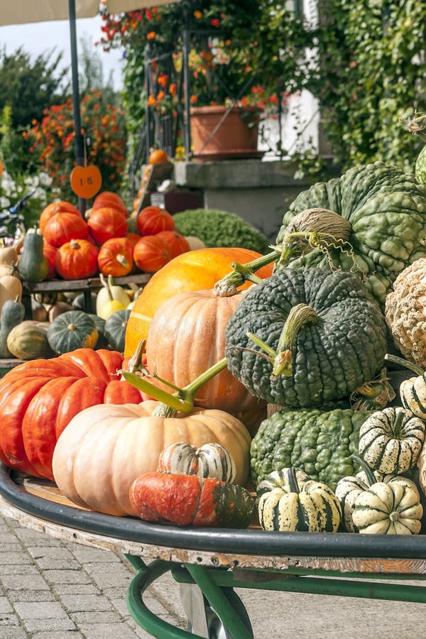 Pumpkins of Different Sizes Stock Photo - Image of vegetables, next ...