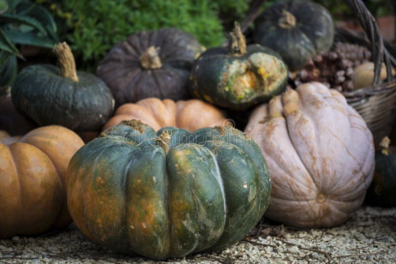 Pumpkins of Different Sizes and Varieties Stock Image - Image of yellow ...