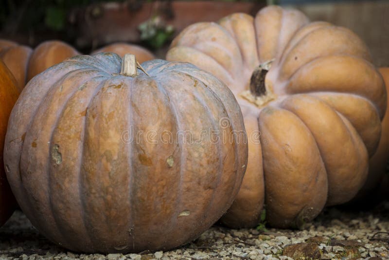 Pumpkins of Different Sizes and Varieties Stock Photo - Image of ...