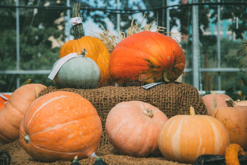 Pumpkins of Different Varieties and Colours Stock Image - Image of ...