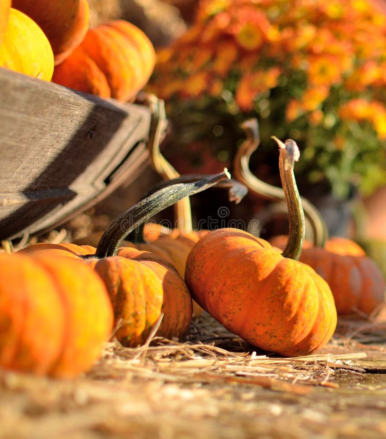 Pumpkins dispatch stock photo. Image of country, halloween - 75313212