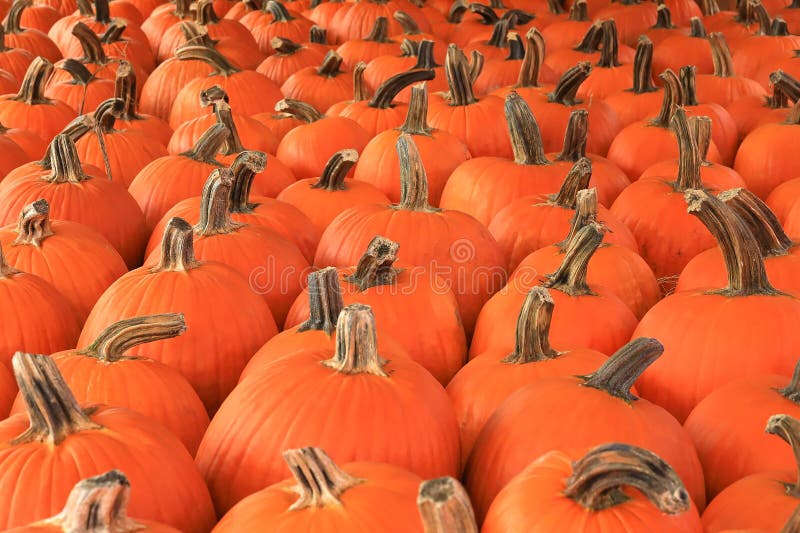 Jack Davie Stock Photos - Free & Royalty-Free Stock Photos from Dreamstime