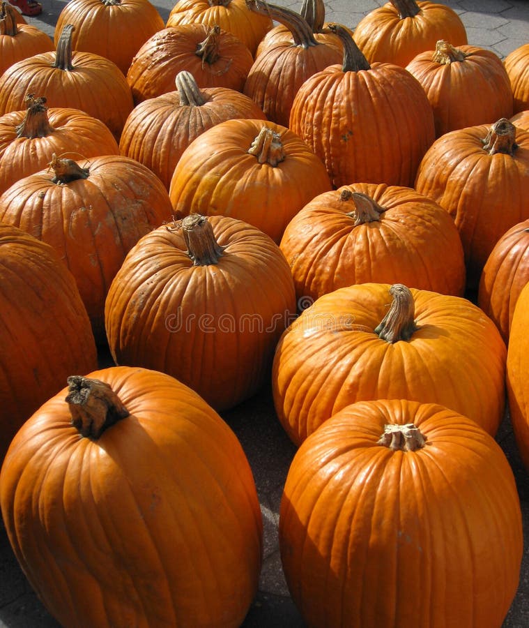 Array of Large Orange Pumpkins Stock Photo - Image of pumpkins ...