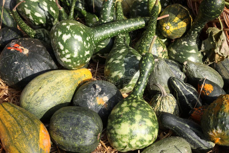 Pumpkins stock photo. Image of field, food, fresh, miniature - 83736092