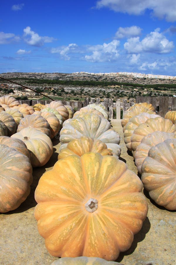 Pumpkins drying in the sun stock image. Image of pumpkins - 14751557