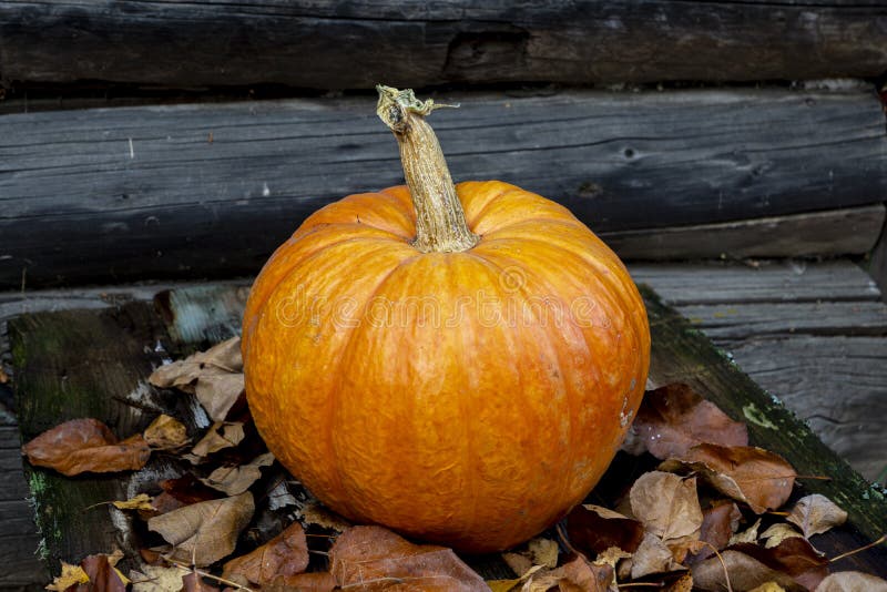 Pumpkins with Fall Leaves Over Wooden Background Stock Image - Image of ...