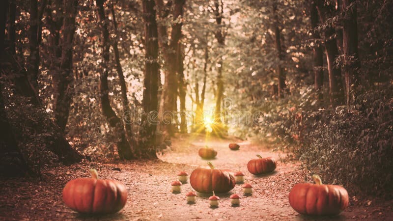 Pumpkins at Fall Sunset Forest Stock Footage - Video of appearance ...