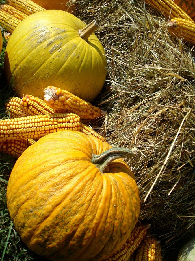 Pumpkins in fall surround stock image. Image of straw - 26982359