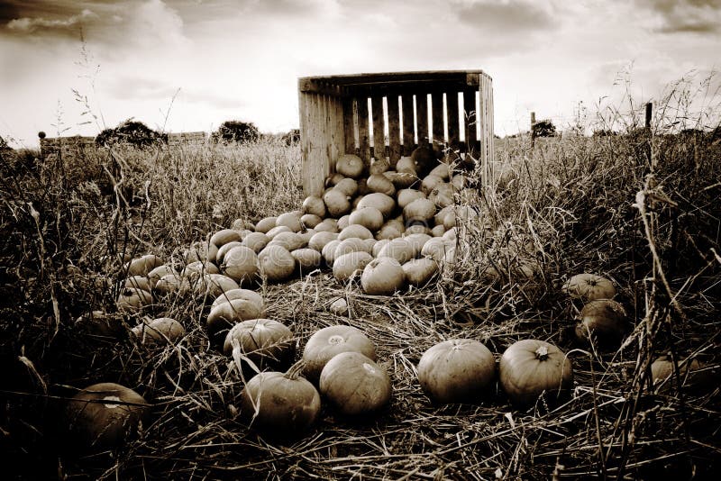 Pumpkins Fallen from Wooden Crate Stock Image - Image of squash, jacko ...