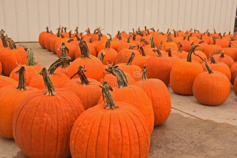 Pumpkins on a farm stock image. Image of colorful, pumplins - 256403667