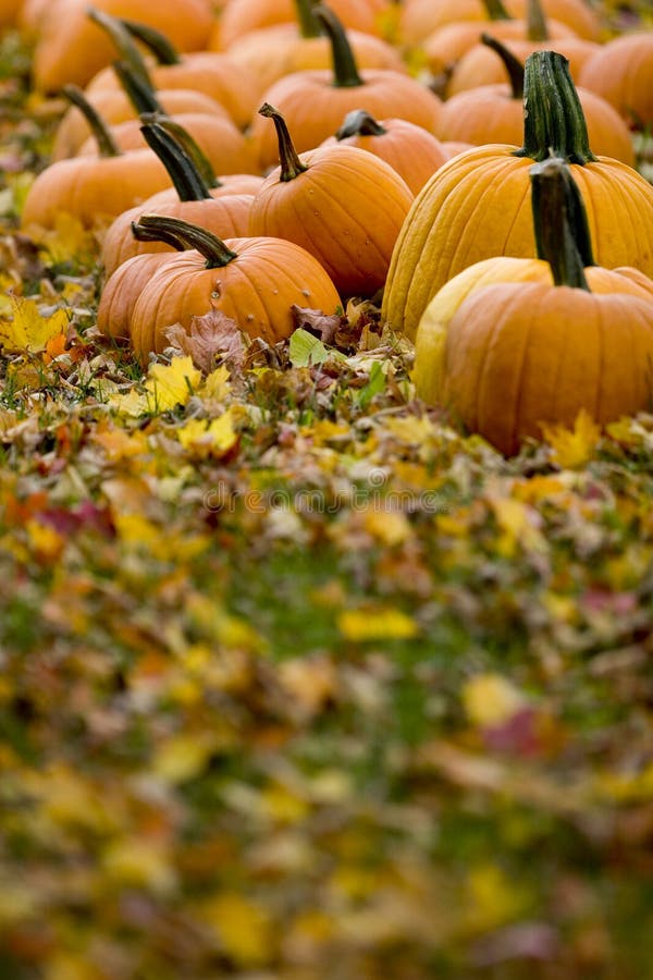 Pumpkins in field stock image. Image of vertical, fall - 10803449