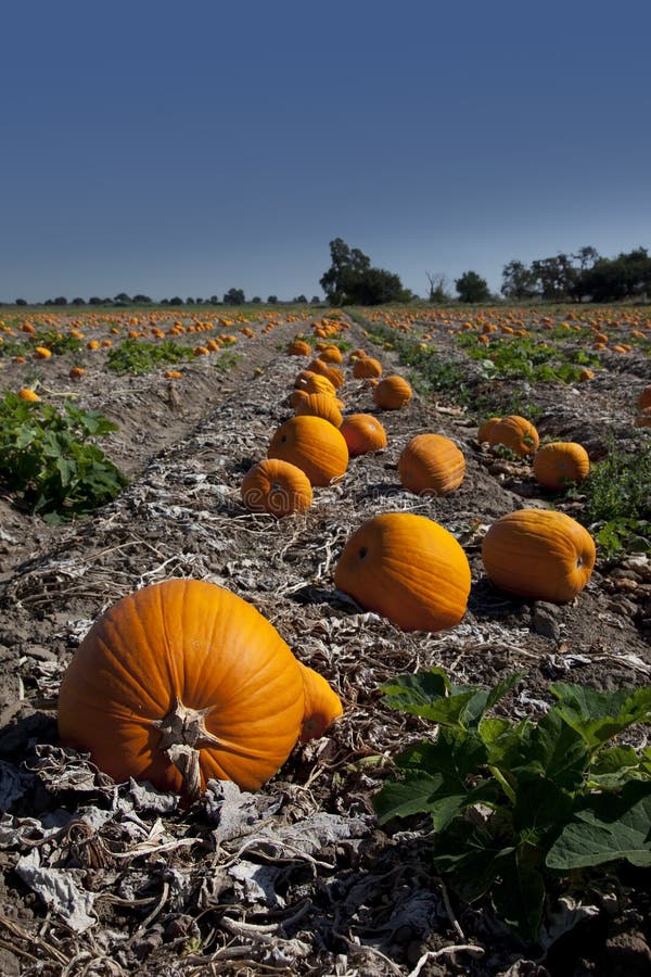 Pumpkin field at sunset stock image. Image of autumn - 20994369