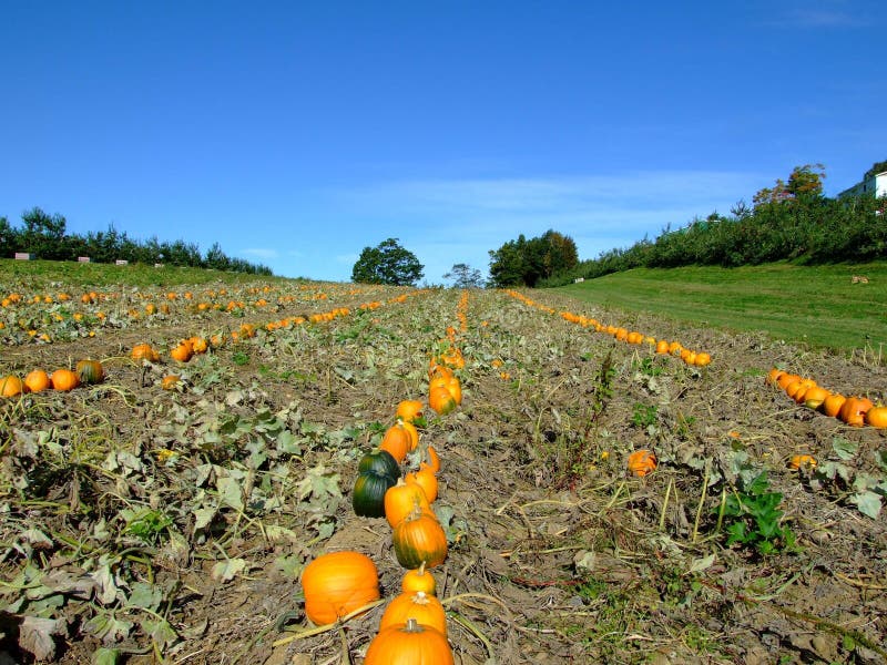 Pumpkin Patch and Fall Foliage Stock Photo - Image of thanksgiving ...