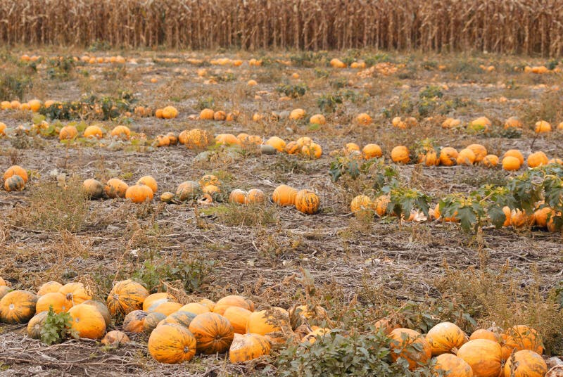 Pumpkins Field Autumn Scene Stock Photo - Image of country, agriculture ...