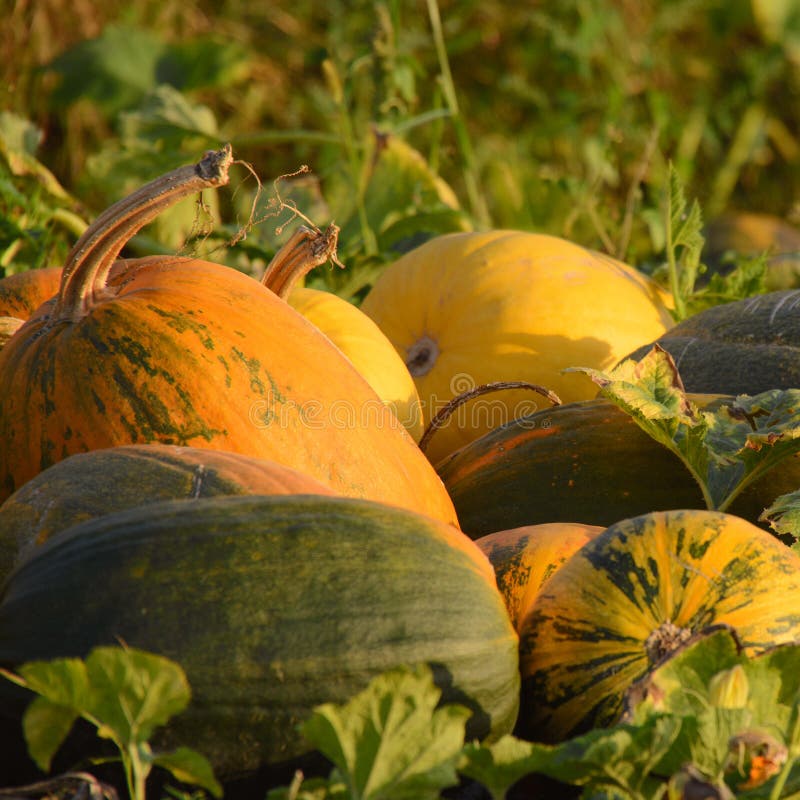 Field of Fall Leaves stock image. Image of maple, grass - 10816909