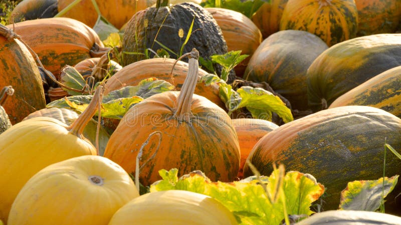 Pumpkins field stock photo. Image of patch, fresh, country - 3442654