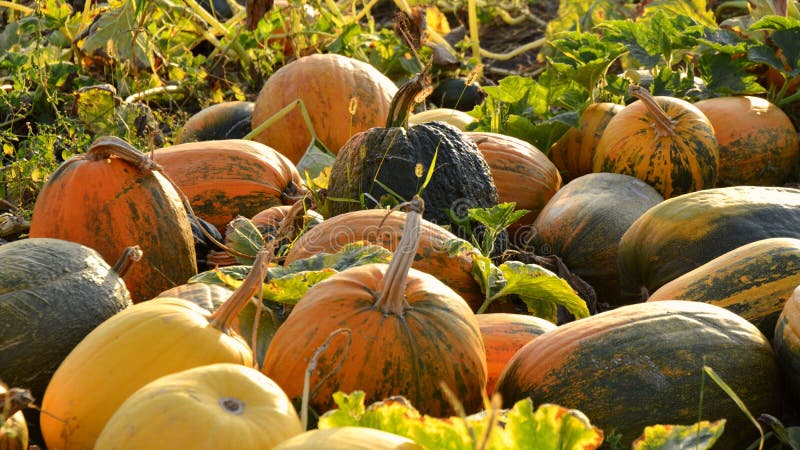 Pumpkins field stock photo. Image of patch, fresh, country - 3442654