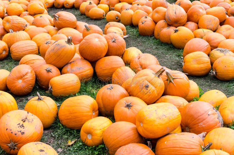 Pumpkins in a field stock image. Image of plenty, halloween - 60127067