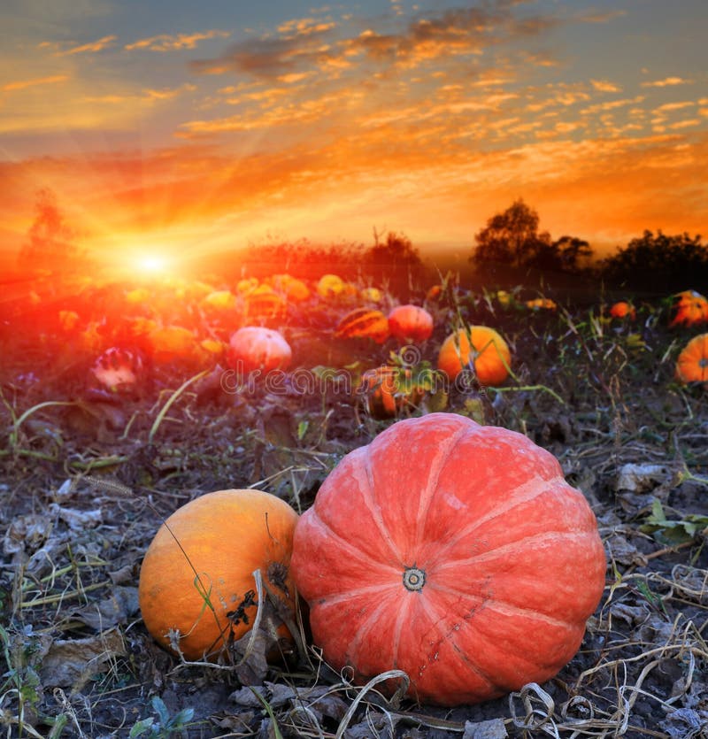 Pumpkins In The Field At Sunset - Thanksgiving Stock Image - Image of ...