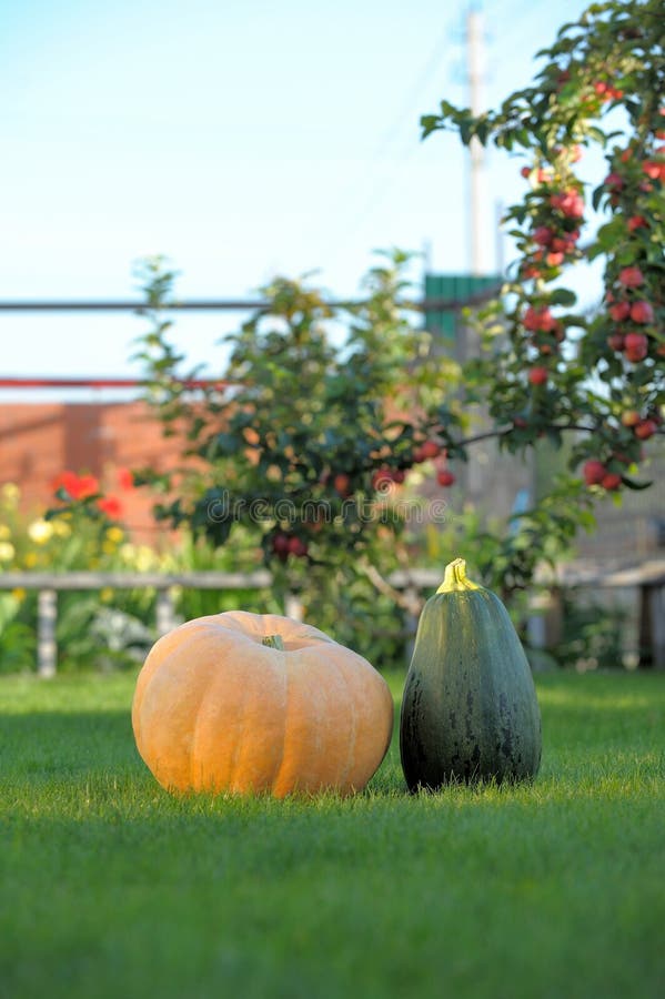 Pumpkins in garden stock image. Image of season, outdoor - 33831721