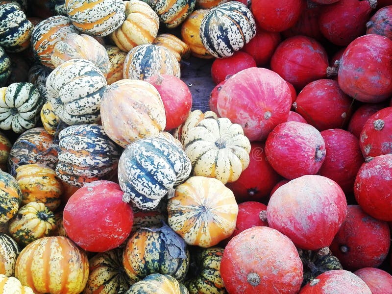 Pumpkins, colours, nature editorial stock photo. Image of colours ...