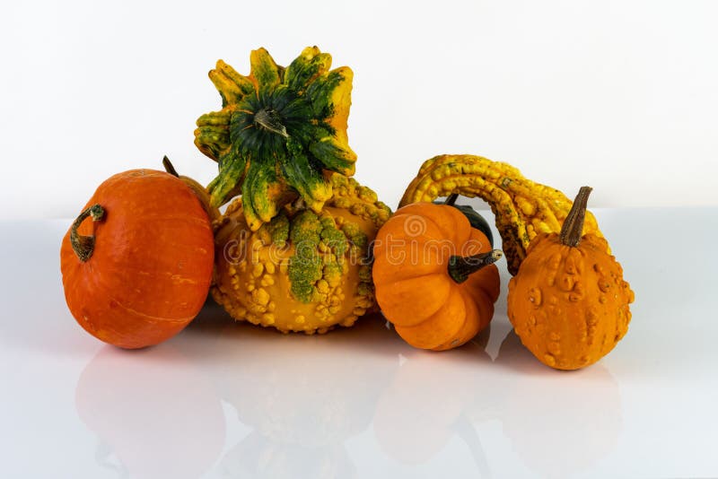 Bumpy orange gourd stock photo. Image of pumpkins, fruit - 36453342