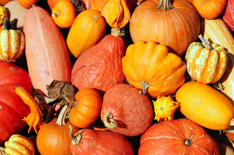 Pumpkin collage stock image. Image of october, autumn - 11355489