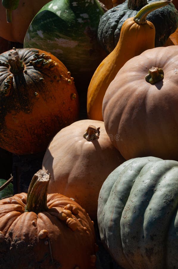 Pumpkins and gourds stock image. Image of autumn, fall - 265075903