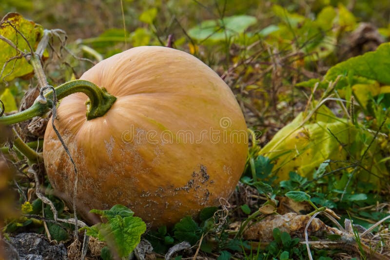 Pumpkins on Grass in Field with Trees Stock Photo - Image of gardening ...
