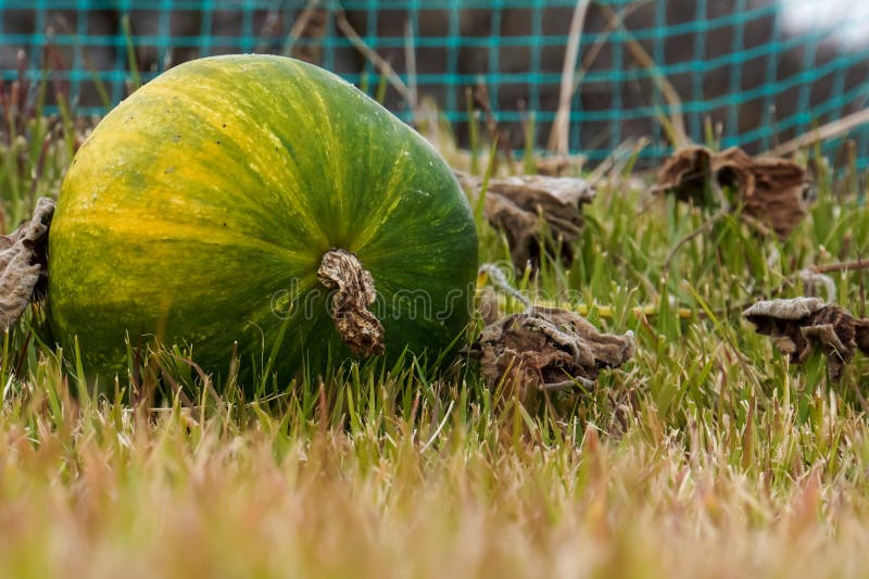 Pumpkins on Grass in Field with Trees Stock Image - Image of vegetable ...