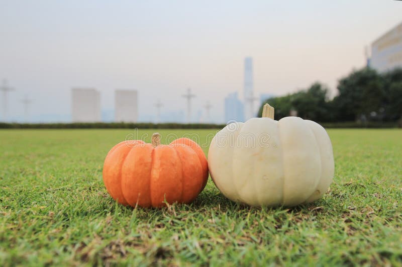 The Pumpkins on Grass. Great Image for Fall Stock Image - Image of ...