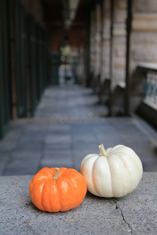 The Pumpkins, the Great Image for Fall Stock Image - Image of rain ...