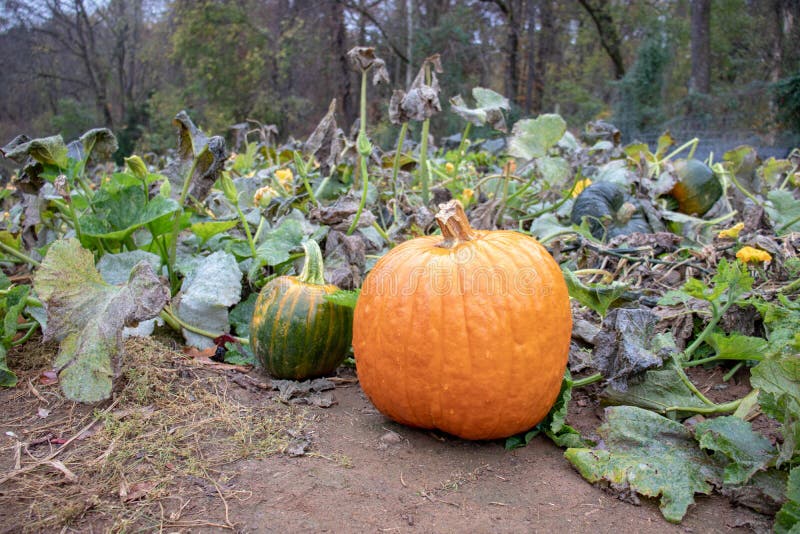 Pumpkins Growing in a Farm`s Pumpkin Patch Stock Image - Image of ...