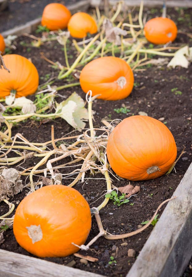 Pumpkins Growing in Vegetable Garden in Autumn, UK Stock Photo - Image ...