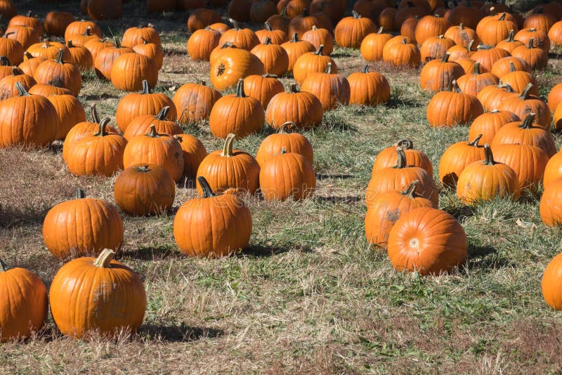 Pumpkin Patch Complete with a Hay Ride Stock Photo - Image of fresh ...