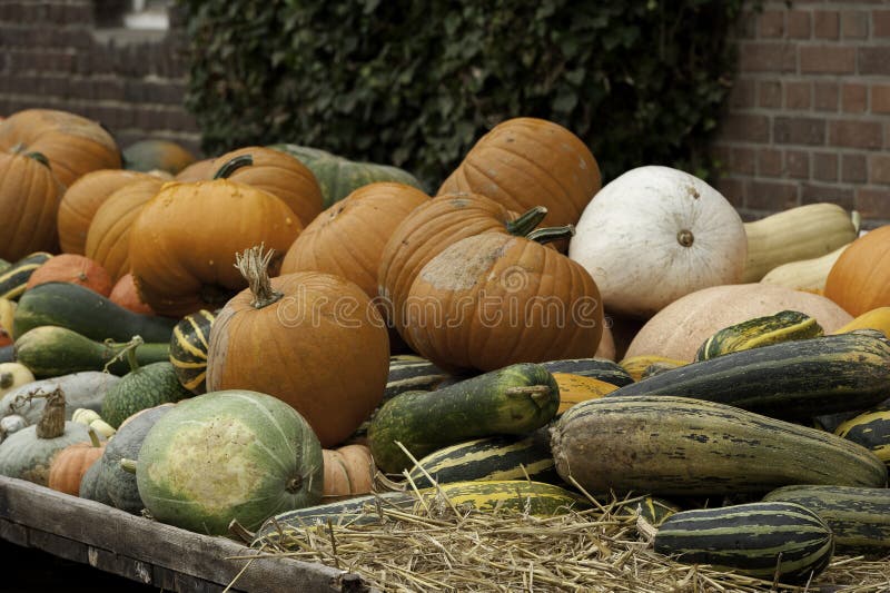 Pumpkins stock photo. Image of october, germany, erntedank - 44744868