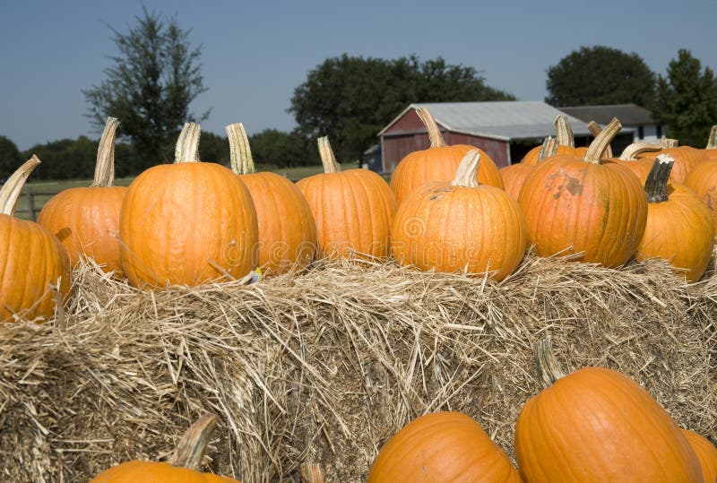 3+ Lots pumpkins hay Free Stock Photos - StockFreeImages