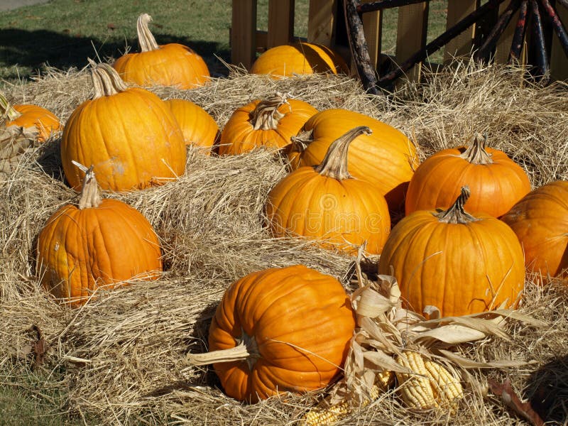 Pumpkins on hay stock image. Image of celebration, delicious - 20023795