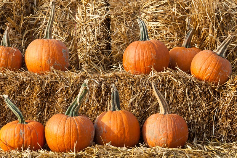 Pumpkins on Hay Bales stock photo. Image of pumpkin, plant - 21523494