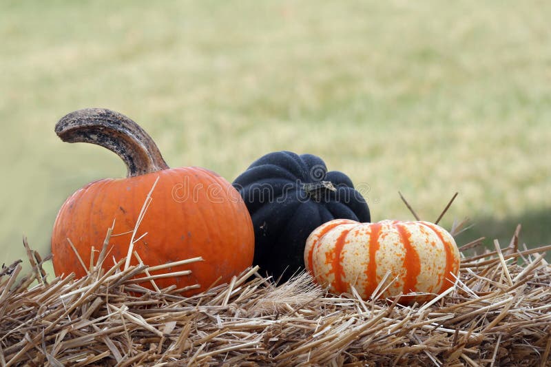 Pumpkins on Hay stock image. Image of autumn, fall, pumpkins - 46660605