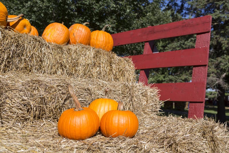 Pumpkins on hay stock image. Image of fresh, ornamental - 34513487