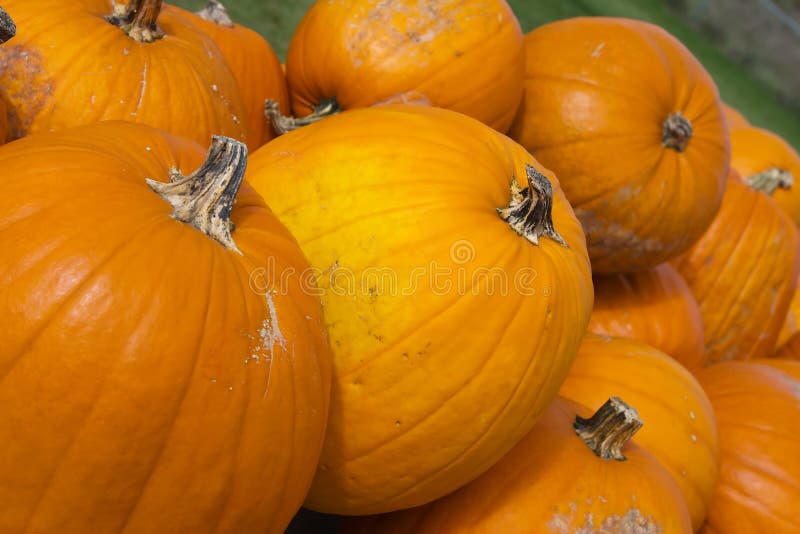 Pumpkins Lined up. stock image. Image of ripe, autumn - 11747759