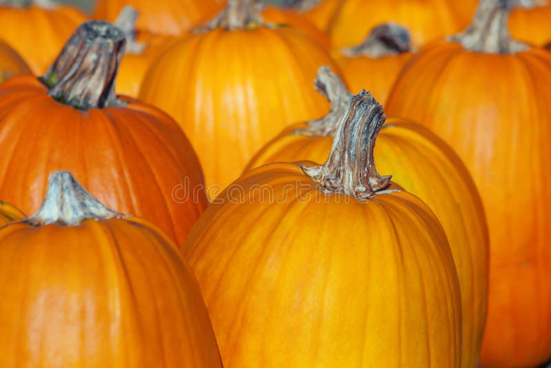 Pumpkins Lined up. stock photo. Image of thanksgiving - 26322612