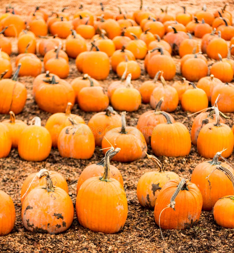Pumpkins stock photo. Image of symbol, wood, harvest - 78951752