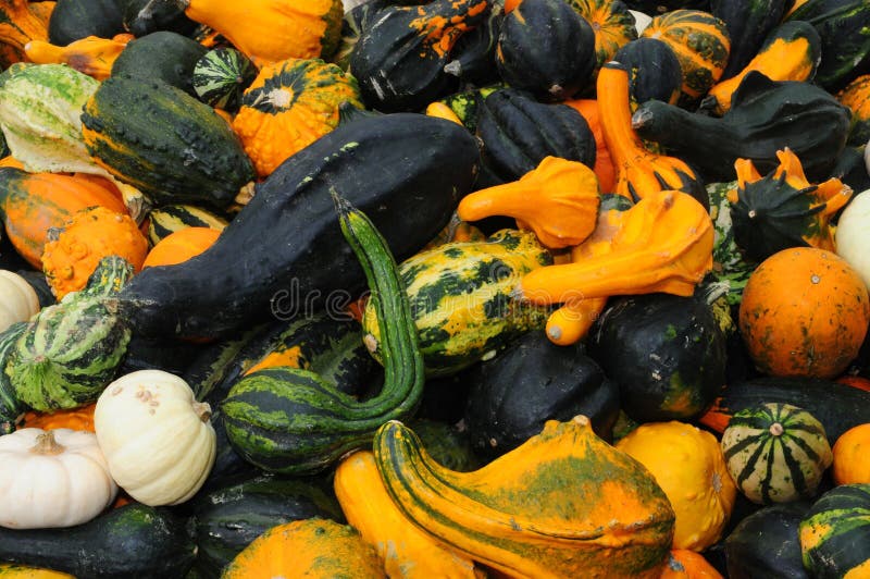 Pumpkins No. 2 stock image. Image of fruits, autumn, nature - 11242953