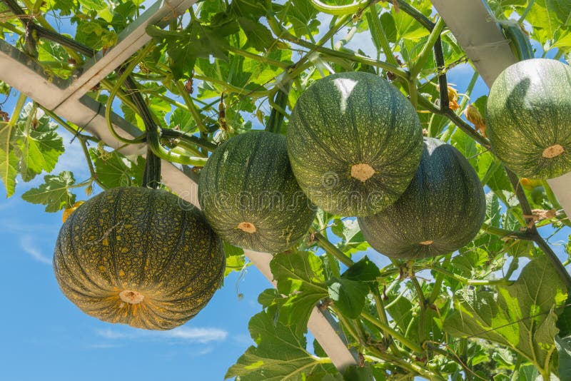 Pumpkins on an Overhead Arbor Stock Image - Image of autumn, large ...