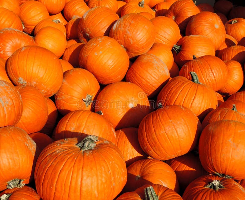 Pumpkins patch in the Fall stock image. Image of quail - 283667117