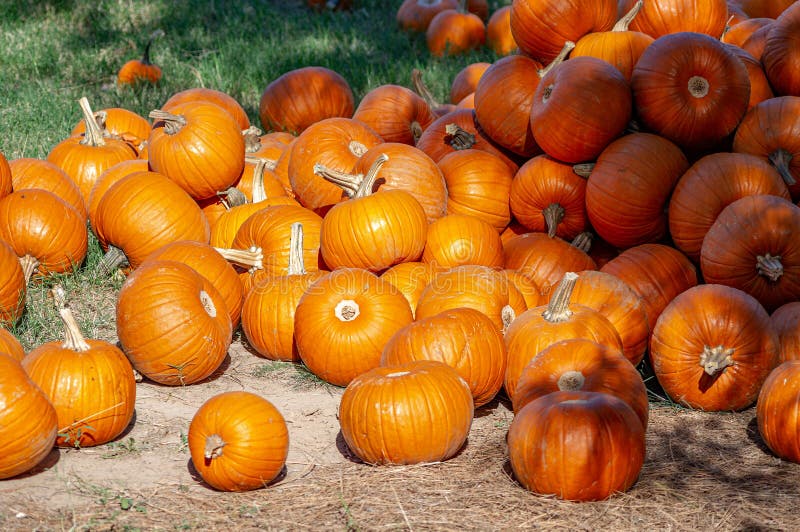 Pumpkins in a Patch stock photo. Image of growing, round - 263561244
