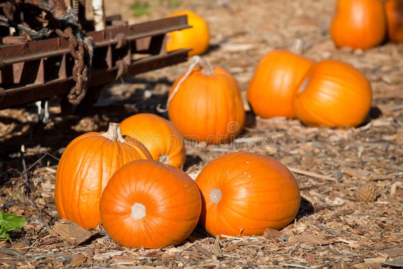 Pumpkins on the Pumpkin Patch Stock Photo - Image of vibrant, halloween ...